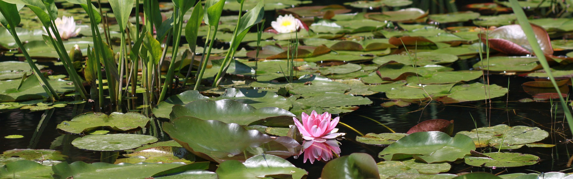 Designing a biopool: 100% eco-friendly and chlorine-free - Oleomac