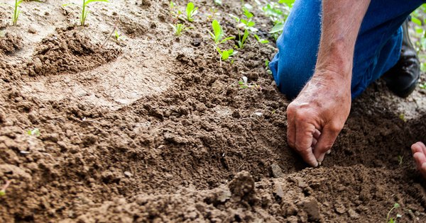 Till the Soil in Your Vegetable Patch and Garden – Oleomac