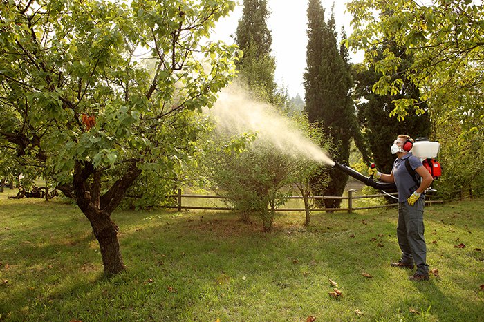 Pruning persimmon trees: when and how to do it – Oleomac